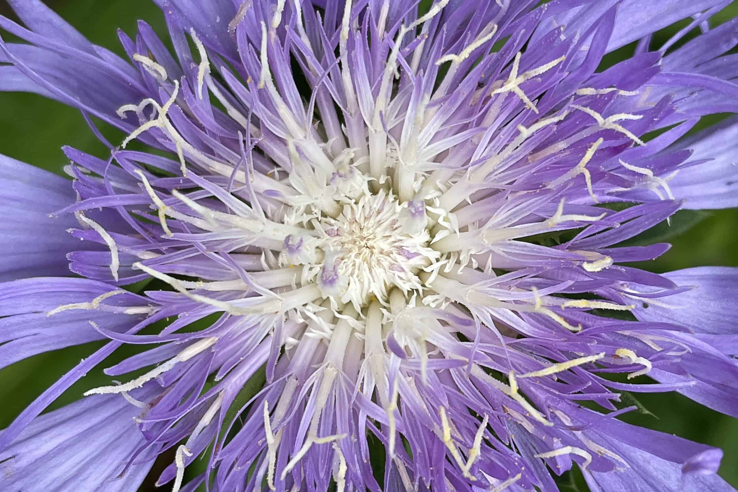 Gateway to Connect with Your Spirit Team – Angela Rider