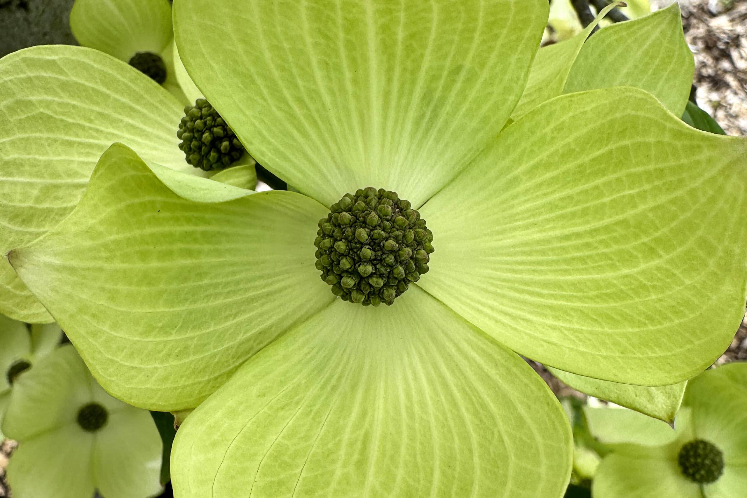 Accessing the Akashic Pool – Angela Rider